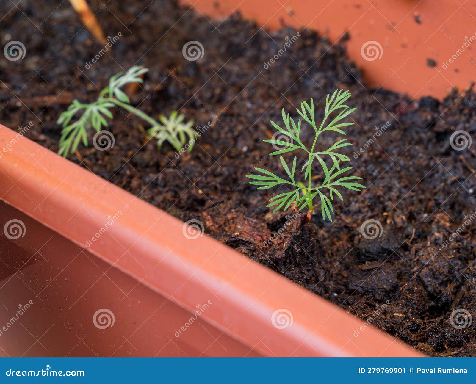 Fresh Dill Seedlings - Anethum Graveolens - in a Balcony Pot Stock ...