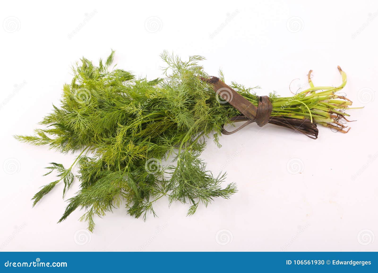 Dill vegetable stock photo. Image of bunch, object, dill - 106561930