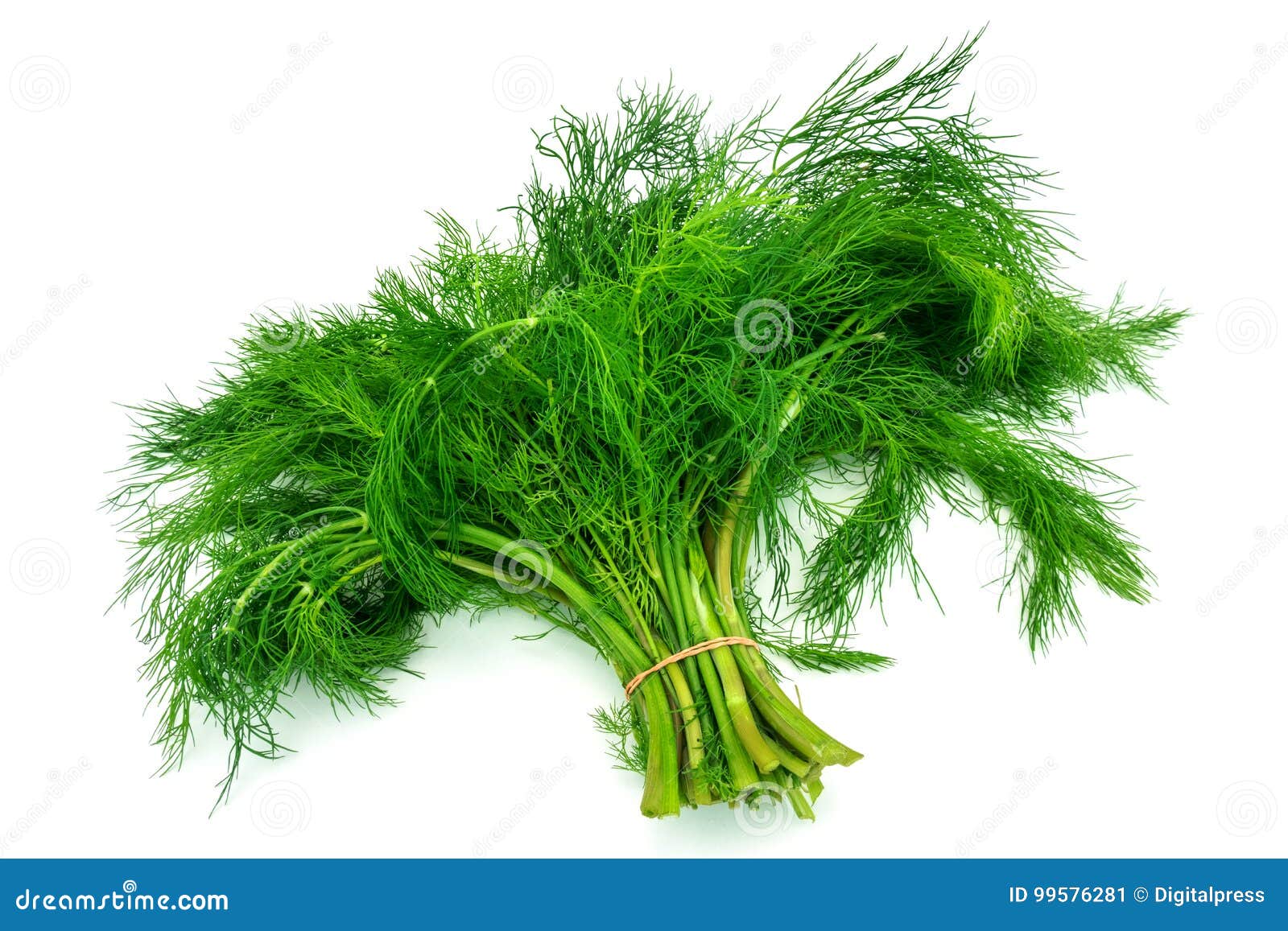 Fresh Dill on White stock image. Image of cooking, ingredient - 99576281