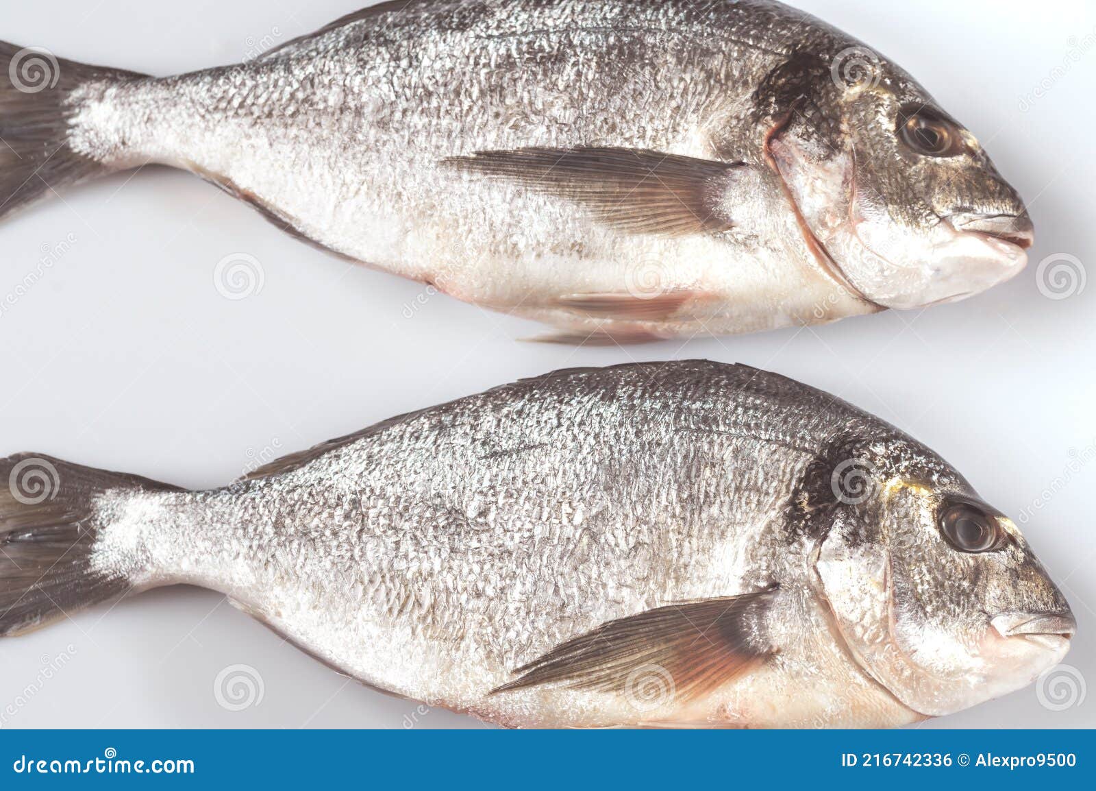 Fresh dorada stock photo. Image of dorado, daurade, healthy - 216742336