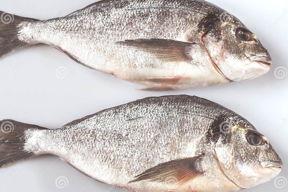 Fresh dorada stock photo. Image of dorado, daurade, healthy - 216742336