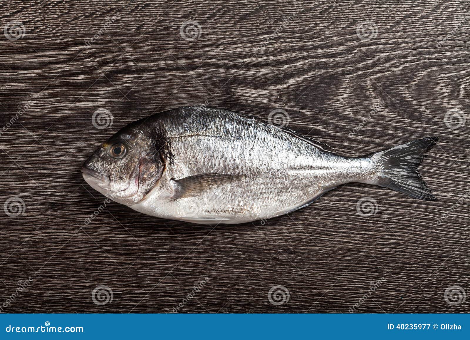Fresh Dorado Fish on Dark Background Stock Image - Image of dorado ...