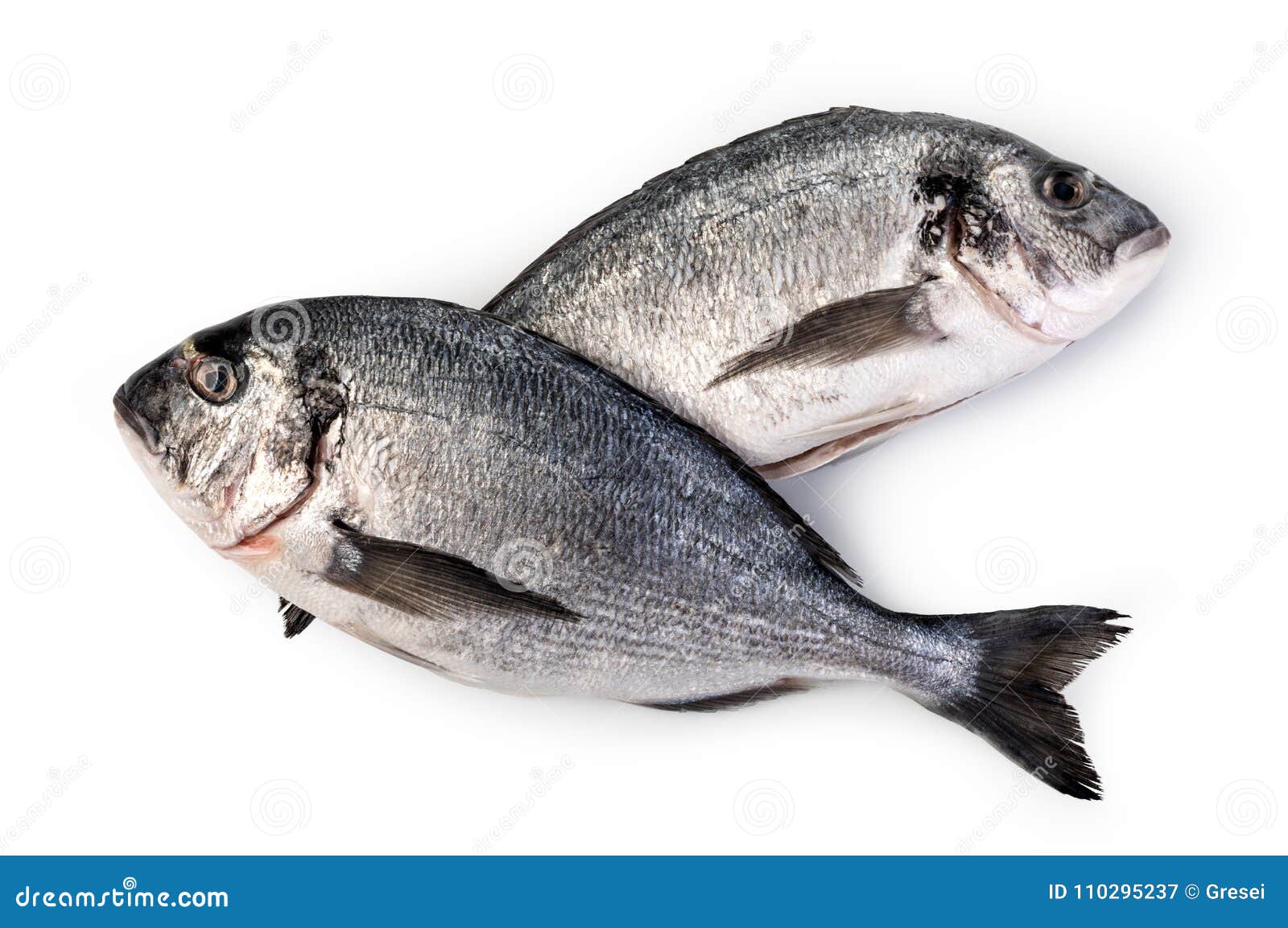 Fresh dorado fish stock image. Image of mediterranean - 110295237