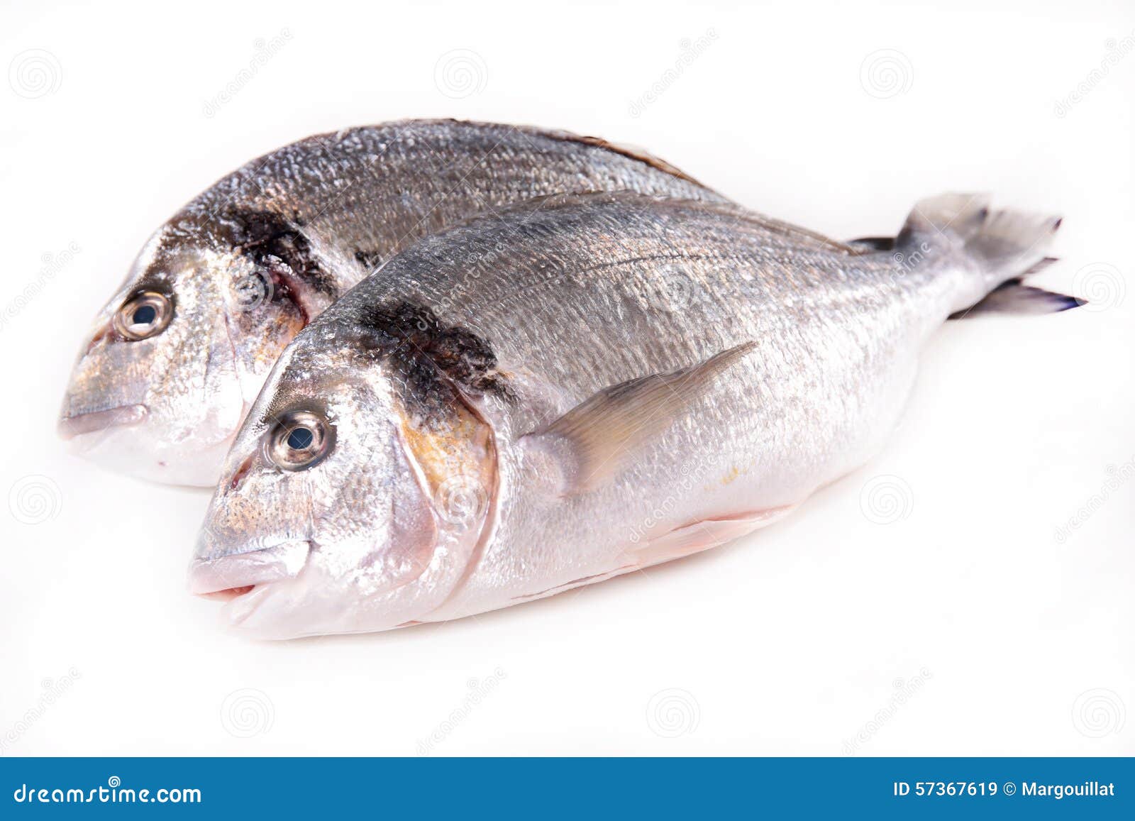 Fresh dorado stock image. Image of white, dorado, food - 57367619