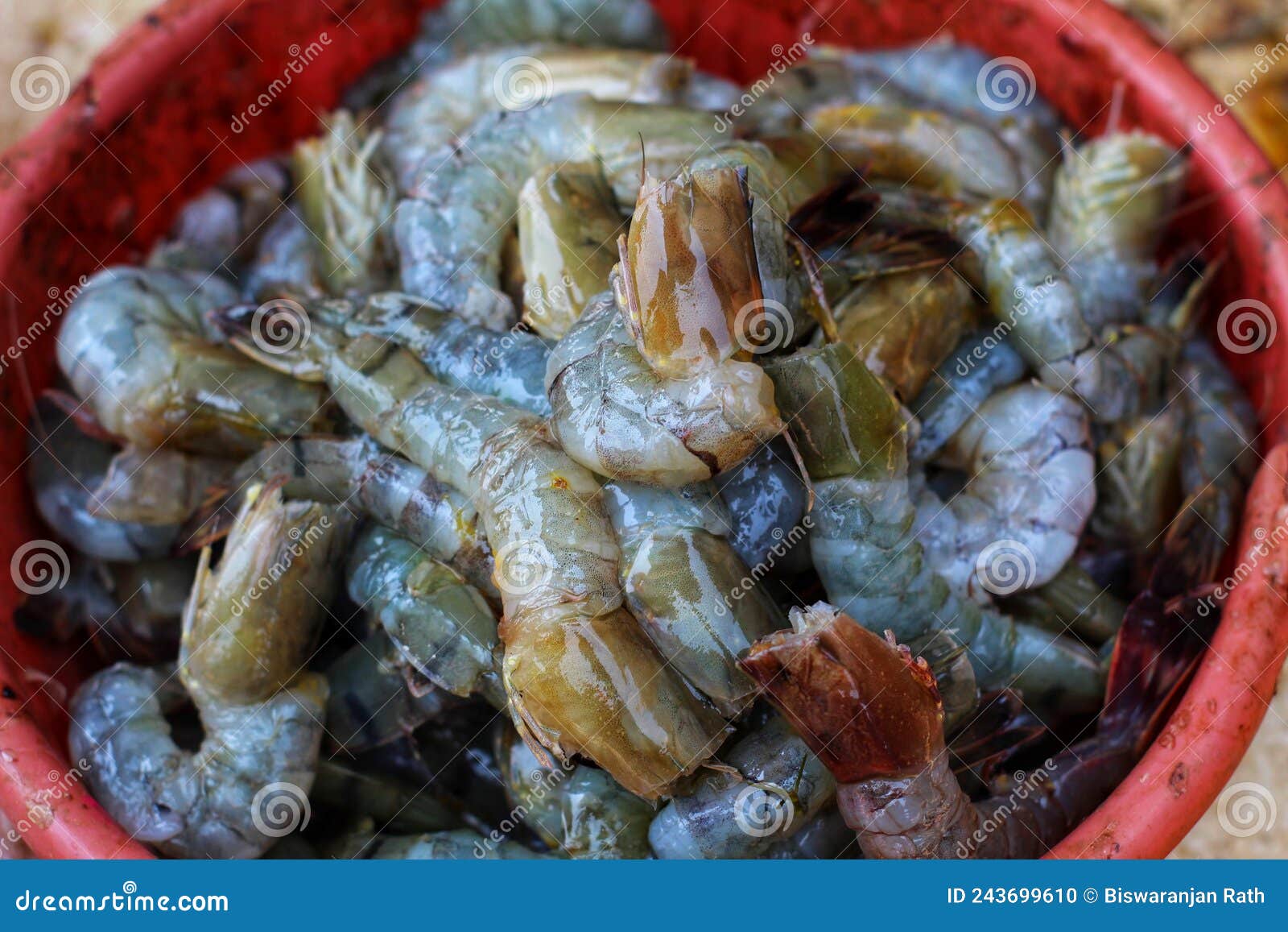 Fresh Dressed Cleaned Tiger Prawn in Plate Stock Photo - Image of ...