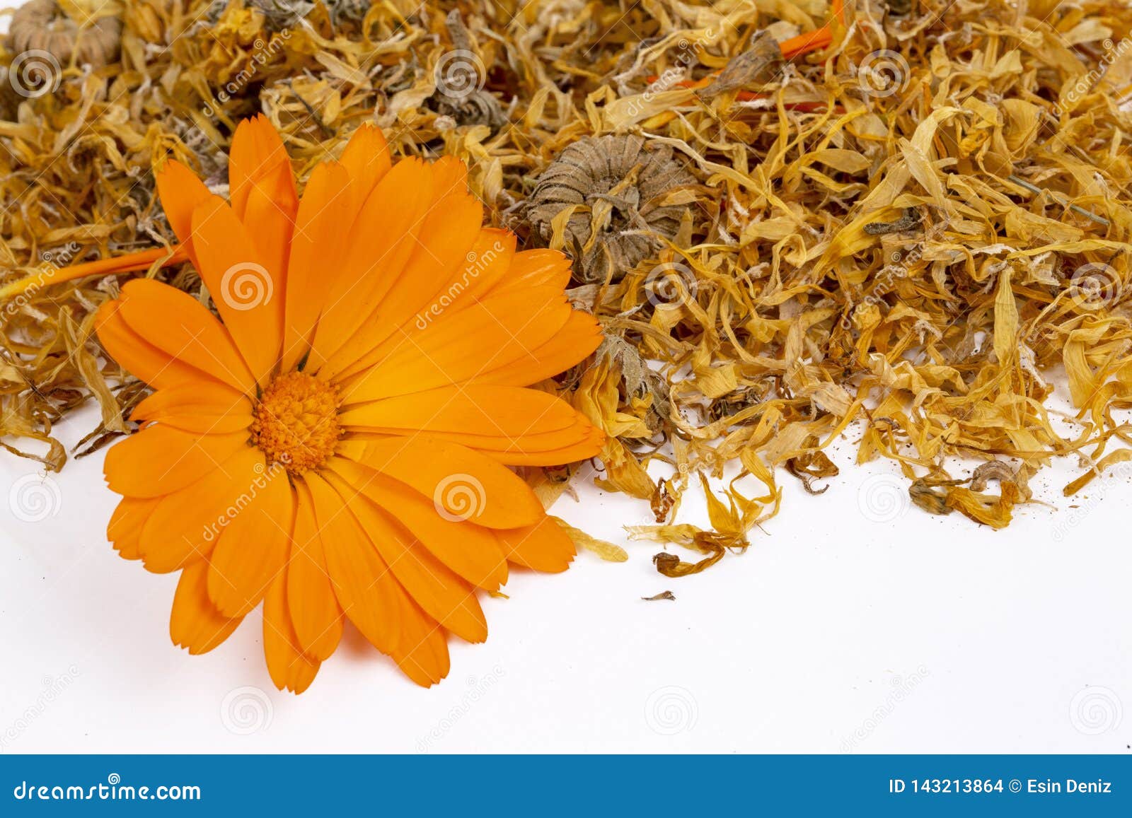 Fresh and Dried Calendula Officinalis Herbal Flowers Stock Photo ...