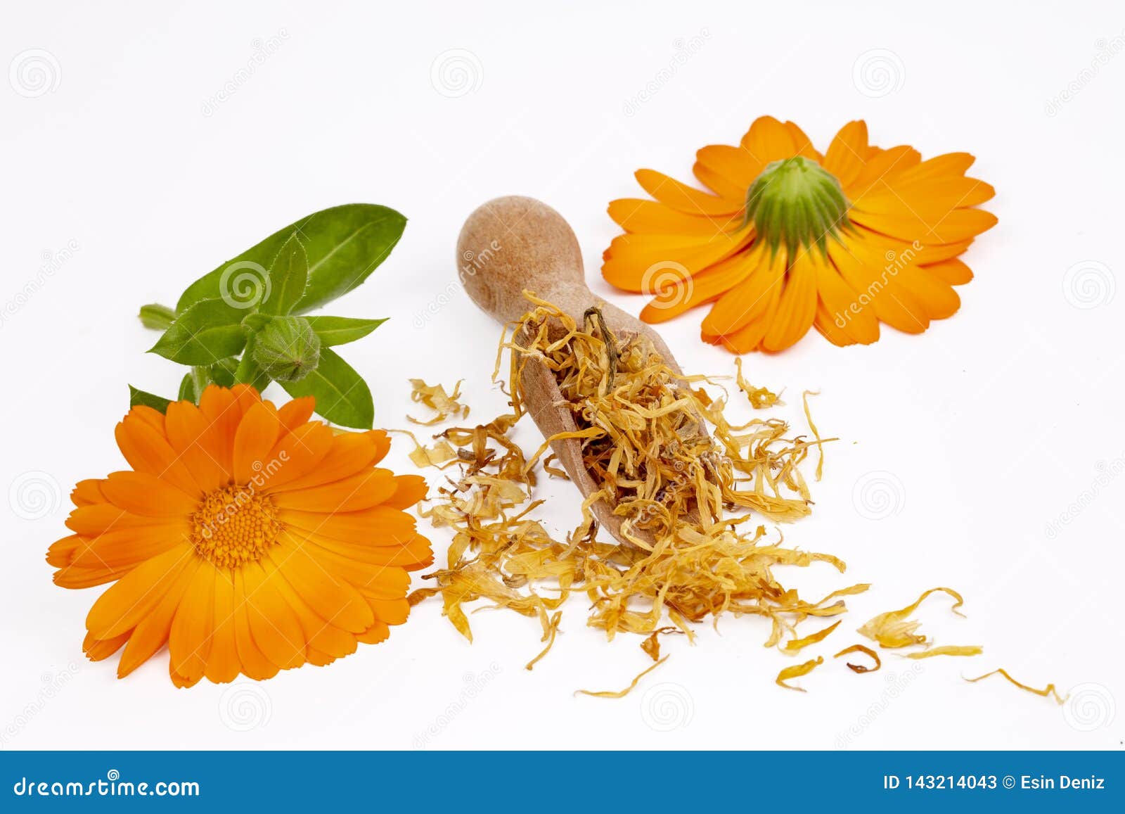 Fresh and Dried Calendula Officinalis Herbal Flowers Stock Image ...