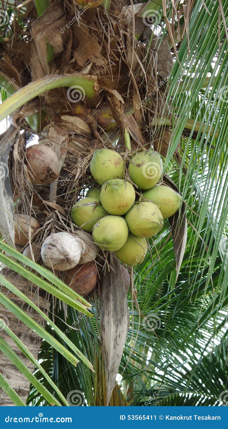 Fresh and Dried Coconut on Tree Stock Image - Image of milk, reduction ...