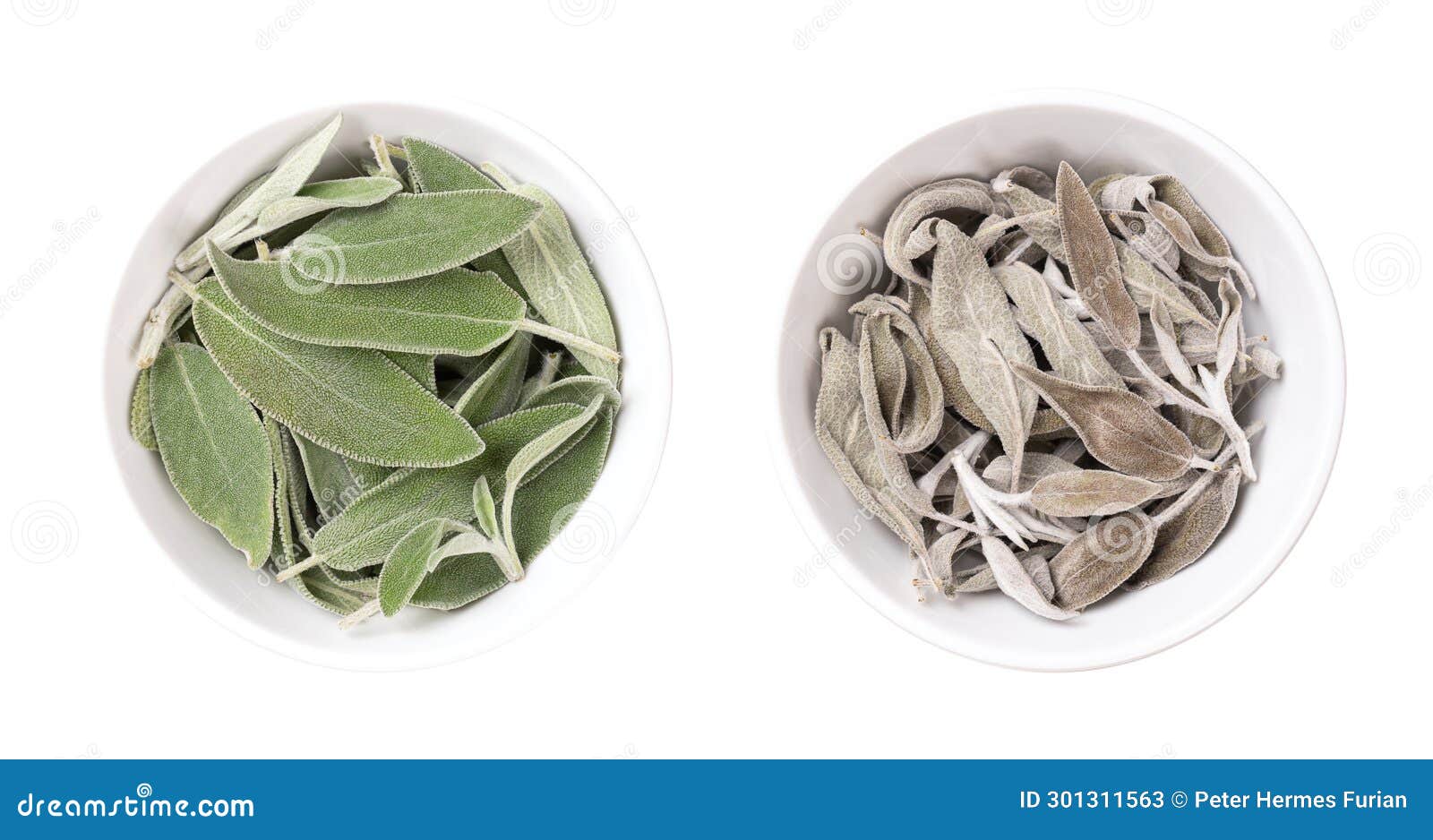 Fresh and Dried Sage Leaves, Common Sage, Salvia Officinalis, in White ...