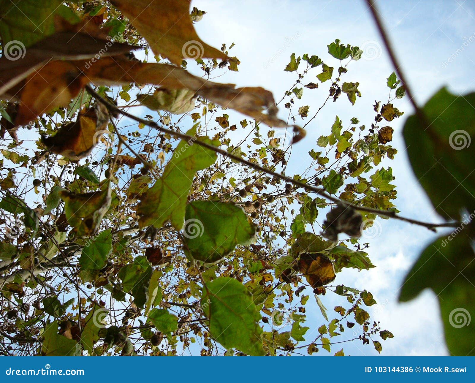 Fresh and dry stock photo. Image of nature, leaves, fresh - 103144386