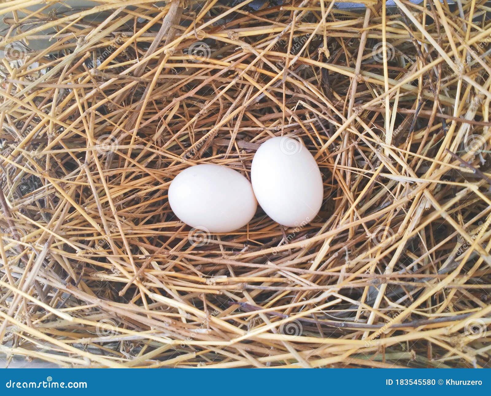 Fresh duck eggs in nest stock photo. Image of poultry - 183545580