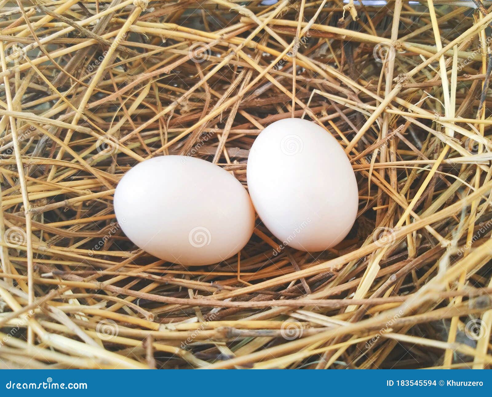 Fresh duck eggs in nest stock photo. Image of fresh - 183545594