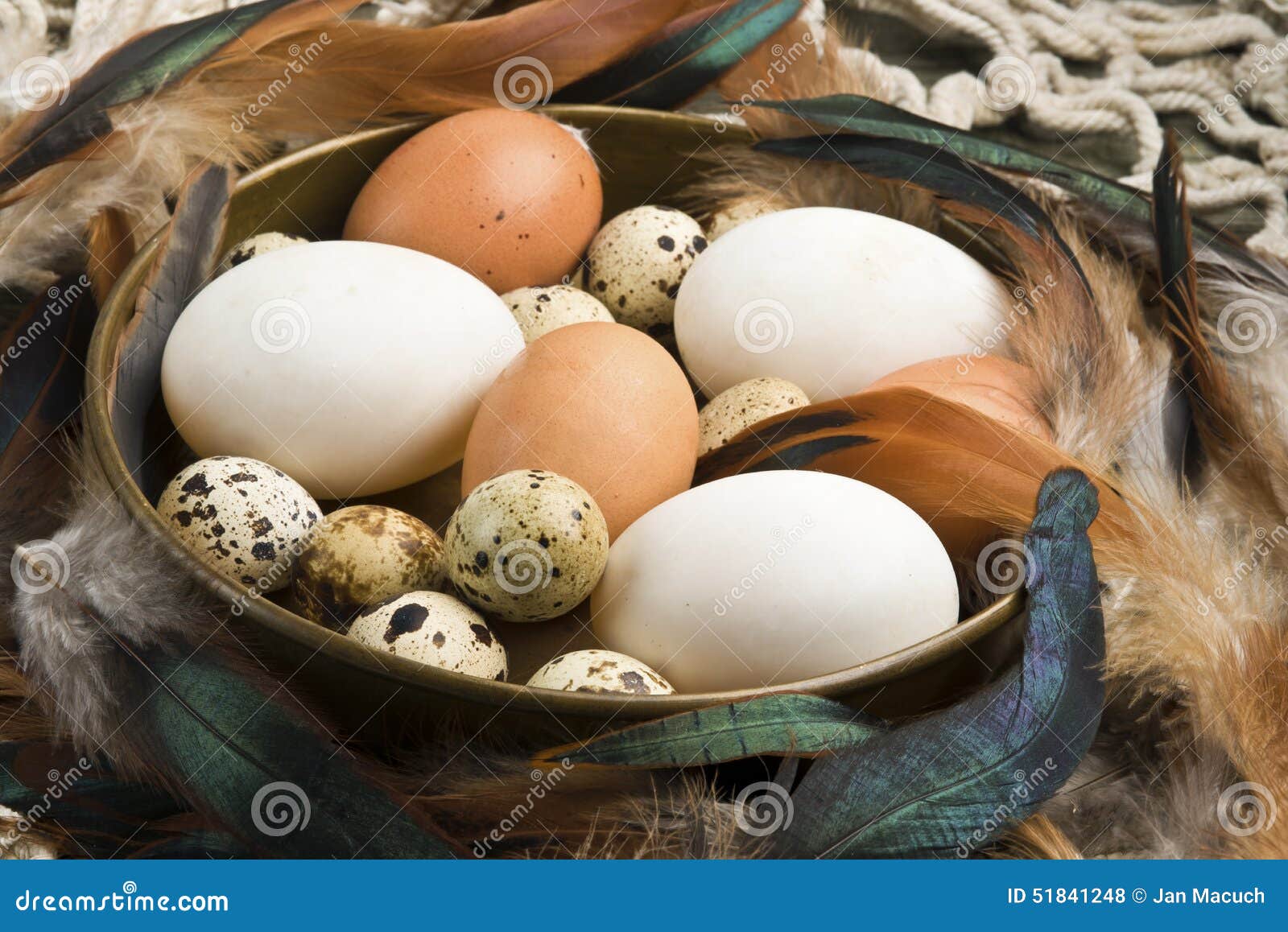 Fresh Duck, Hen and Quail Eggs Stock Photo - Image of eggs, feather ...