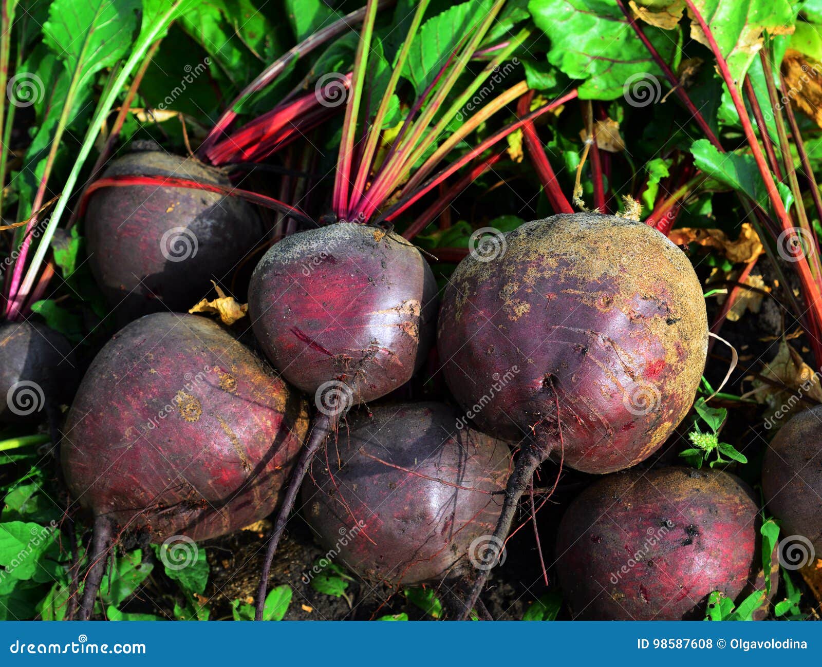 Fresh Dug from the Ground Beet Stock Photo - Image of greens, garden ...
