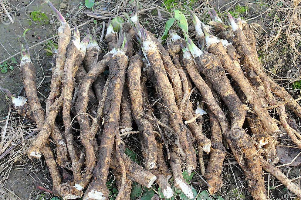 Fresh, Dug Horseradish Root Stock Image - Image of root, vegetable ...