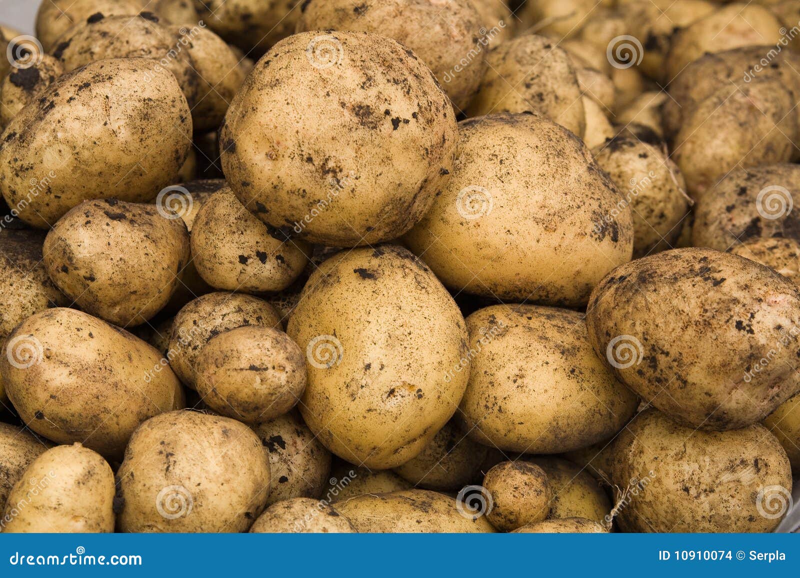 Fresh dug potatoes stock photo. Image of root, harvest - 10910074