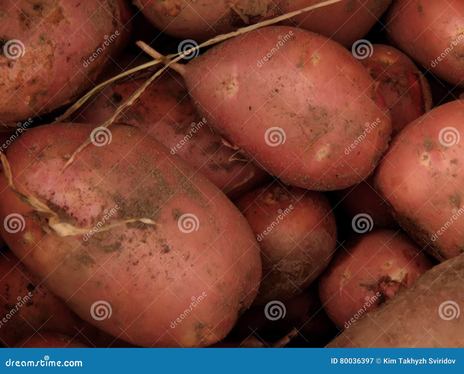 Fresh Dug Potatoes on the Farm Stock Image - Image of natural, freshly ...