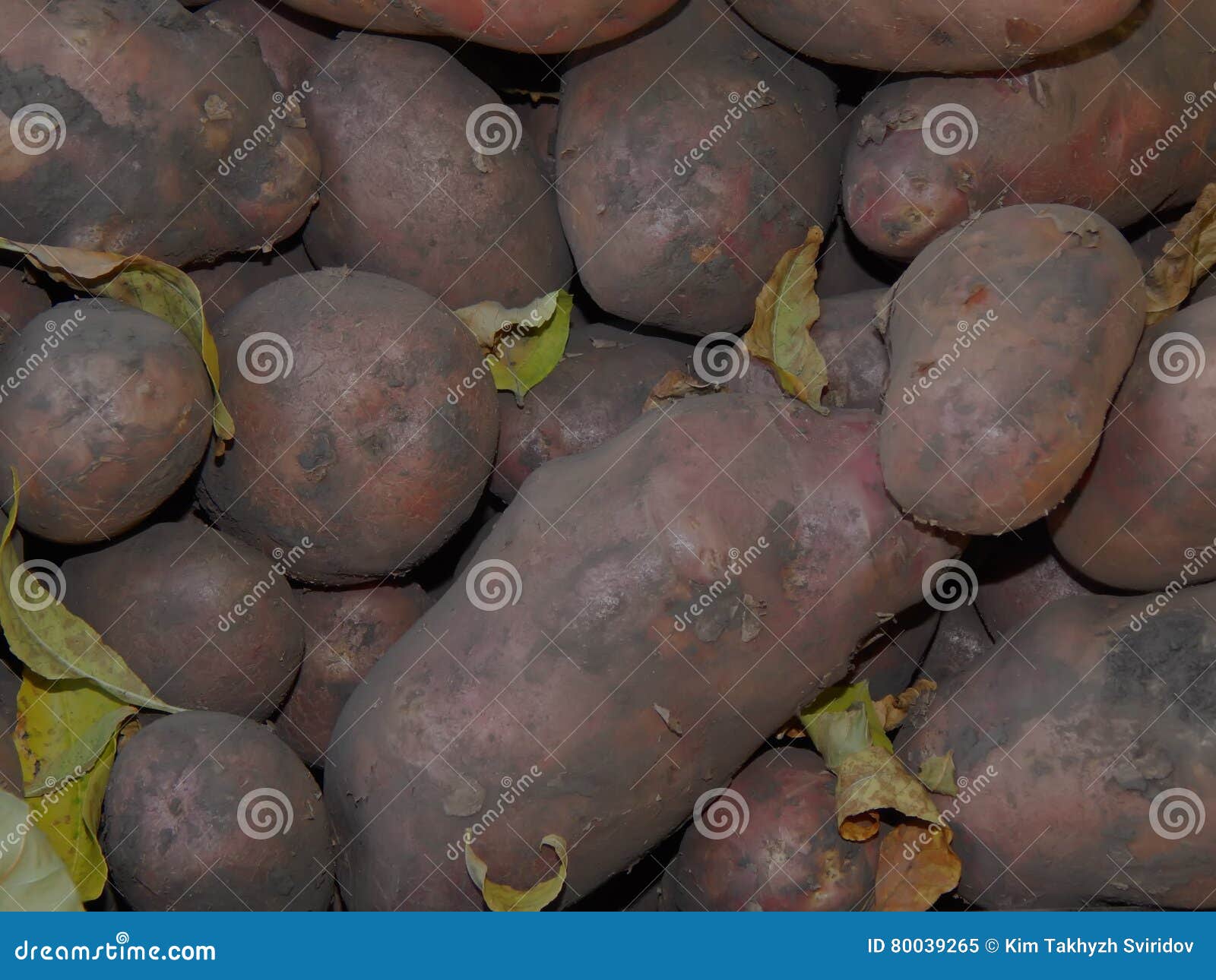 Fresh Dug Potatoes on the Farm Stock Image - Image of farmer, garden ...