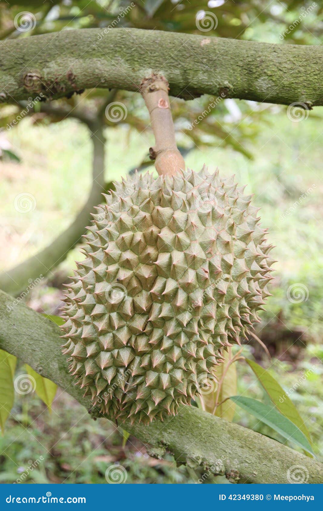 Fresh Durian Fruit on Trees. Stock Photo - Image of fresh, dessert ...