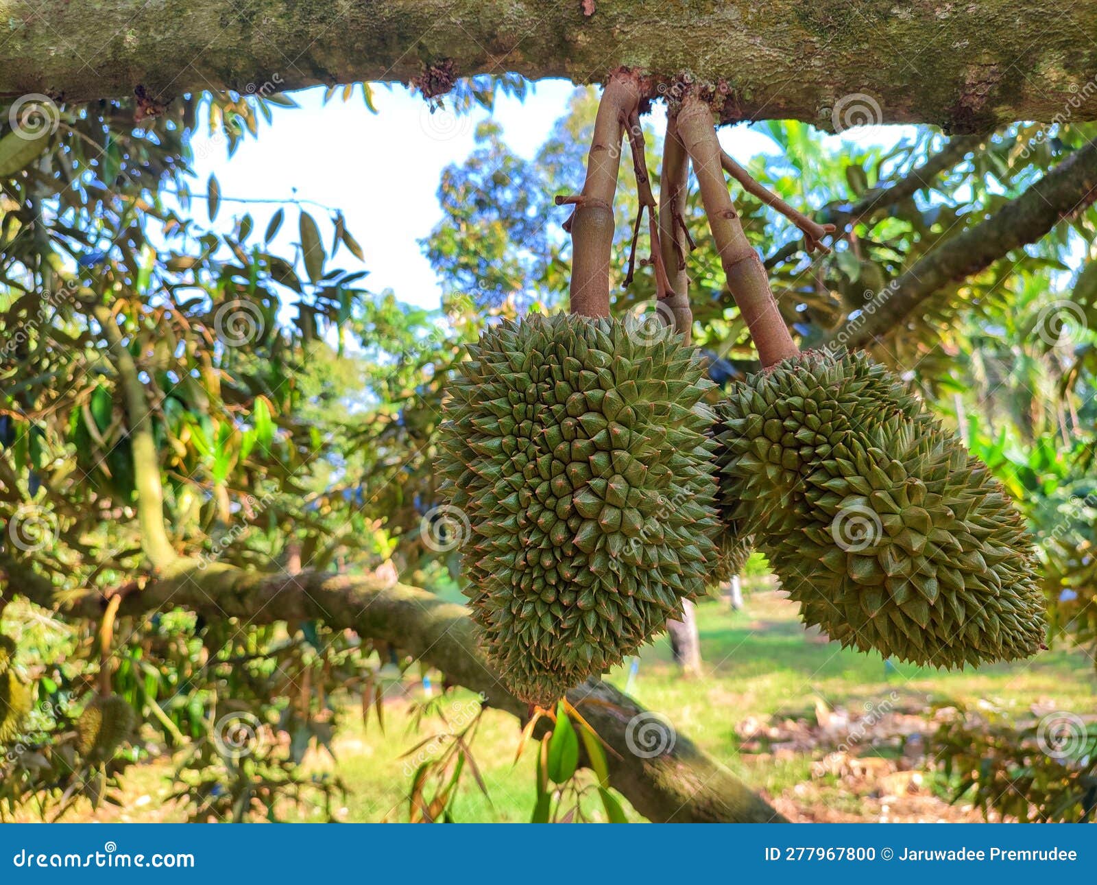 Fresh Durian on the Durian Tree in the Orchard Stock Photo - Image of ...