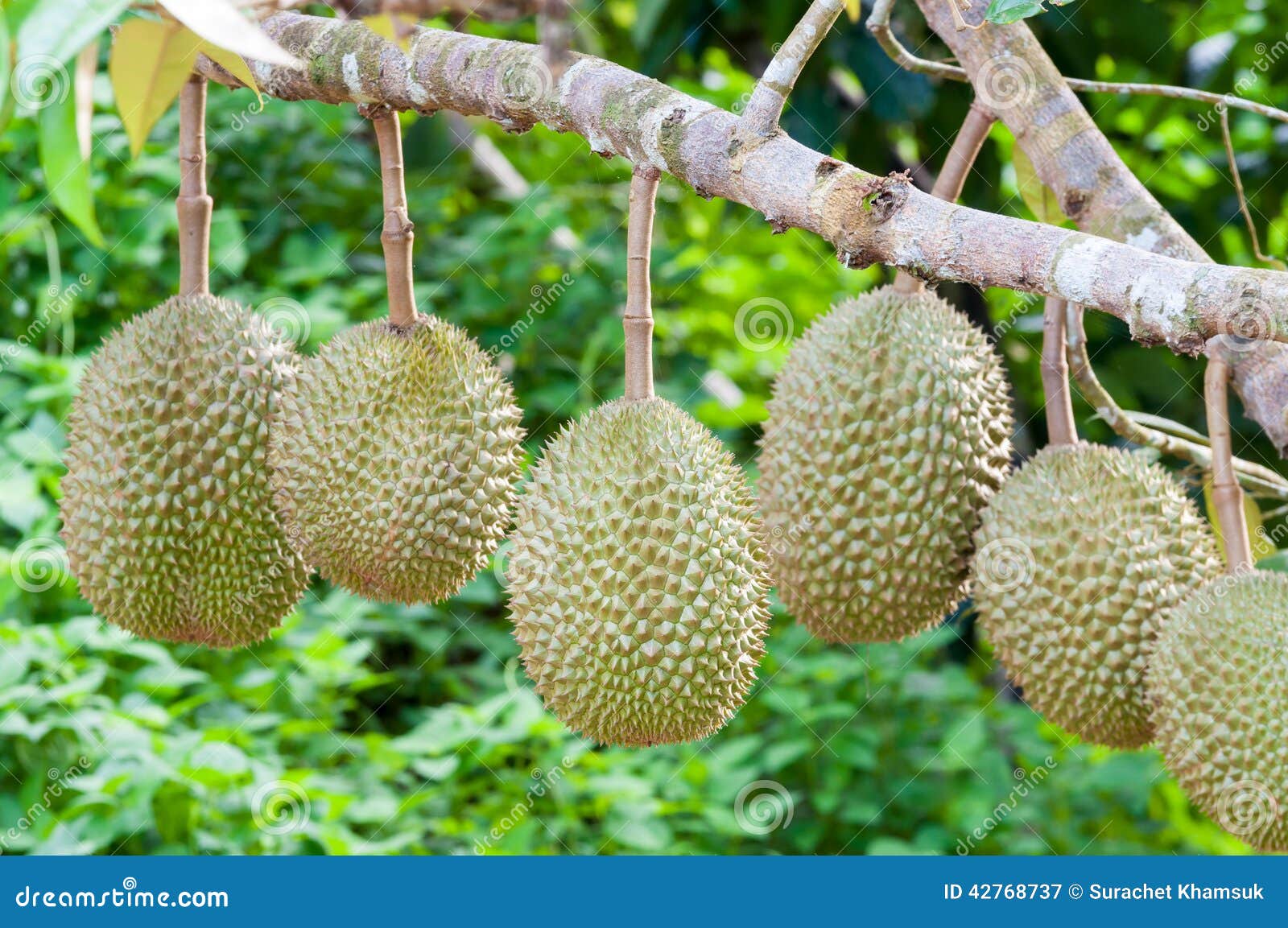 Fresh durian on tree stock image. Image of seed, harvest - 42768737