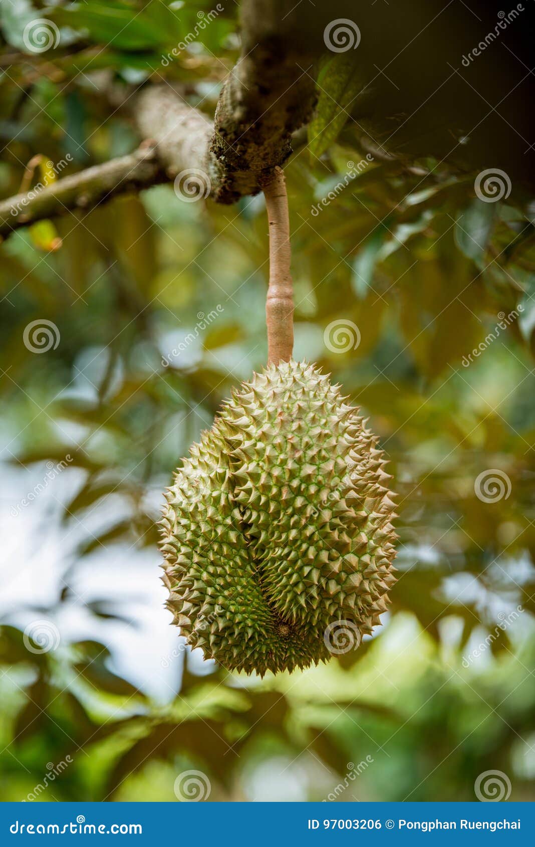 Fresh durian on tree stock photo. Image of smell, flavor - 97003206