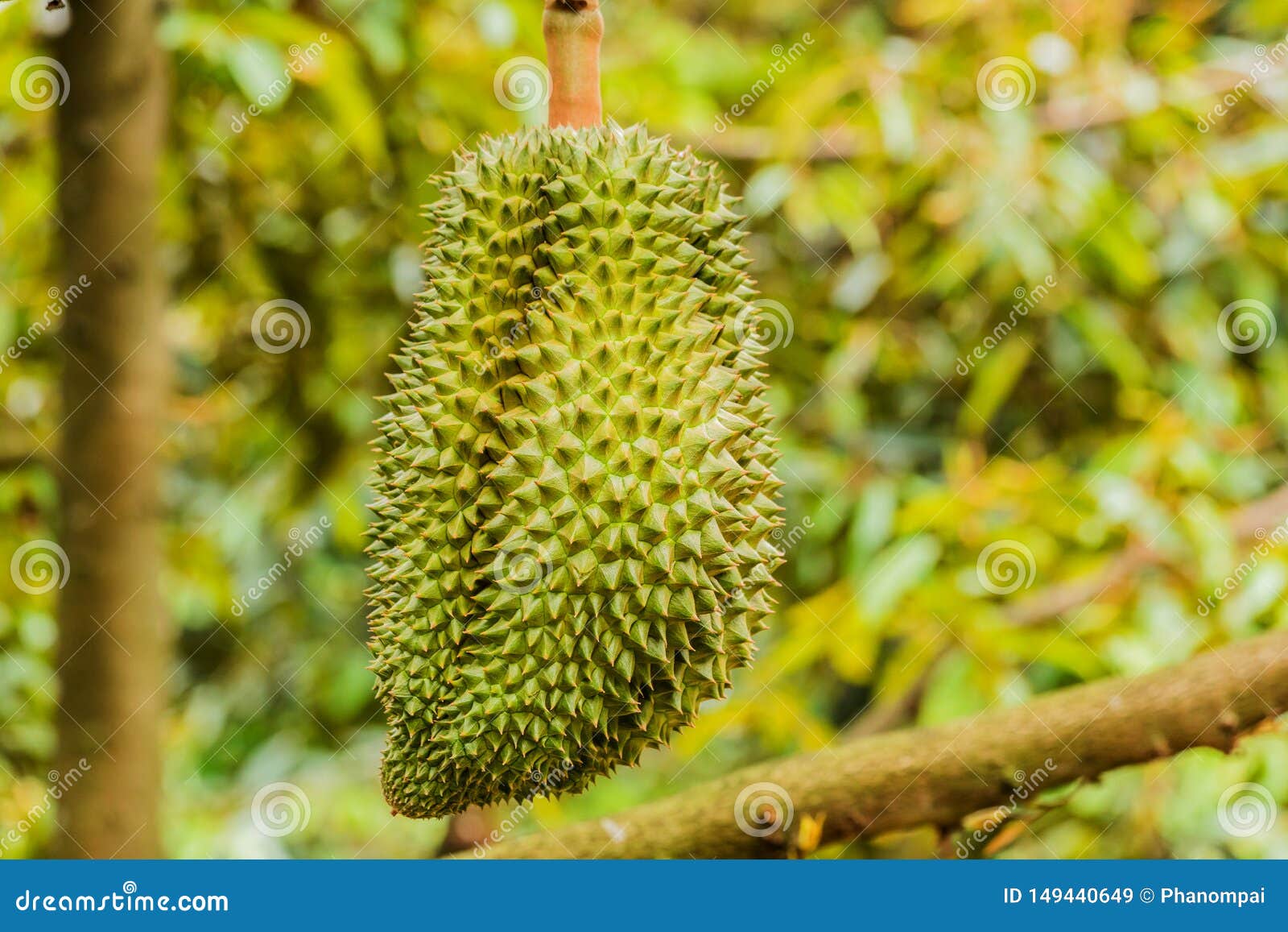 Fresh Durian Tropical Fruit Growing on Durian Tree Plant in Garden ...