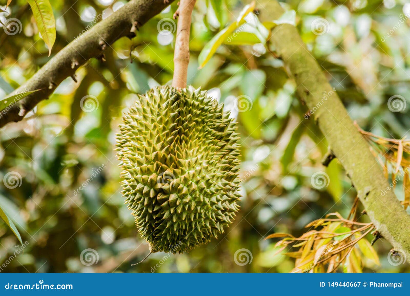 Fresh Durian Tropical Fruit Growing on Durian Tree Plant in Garden ...