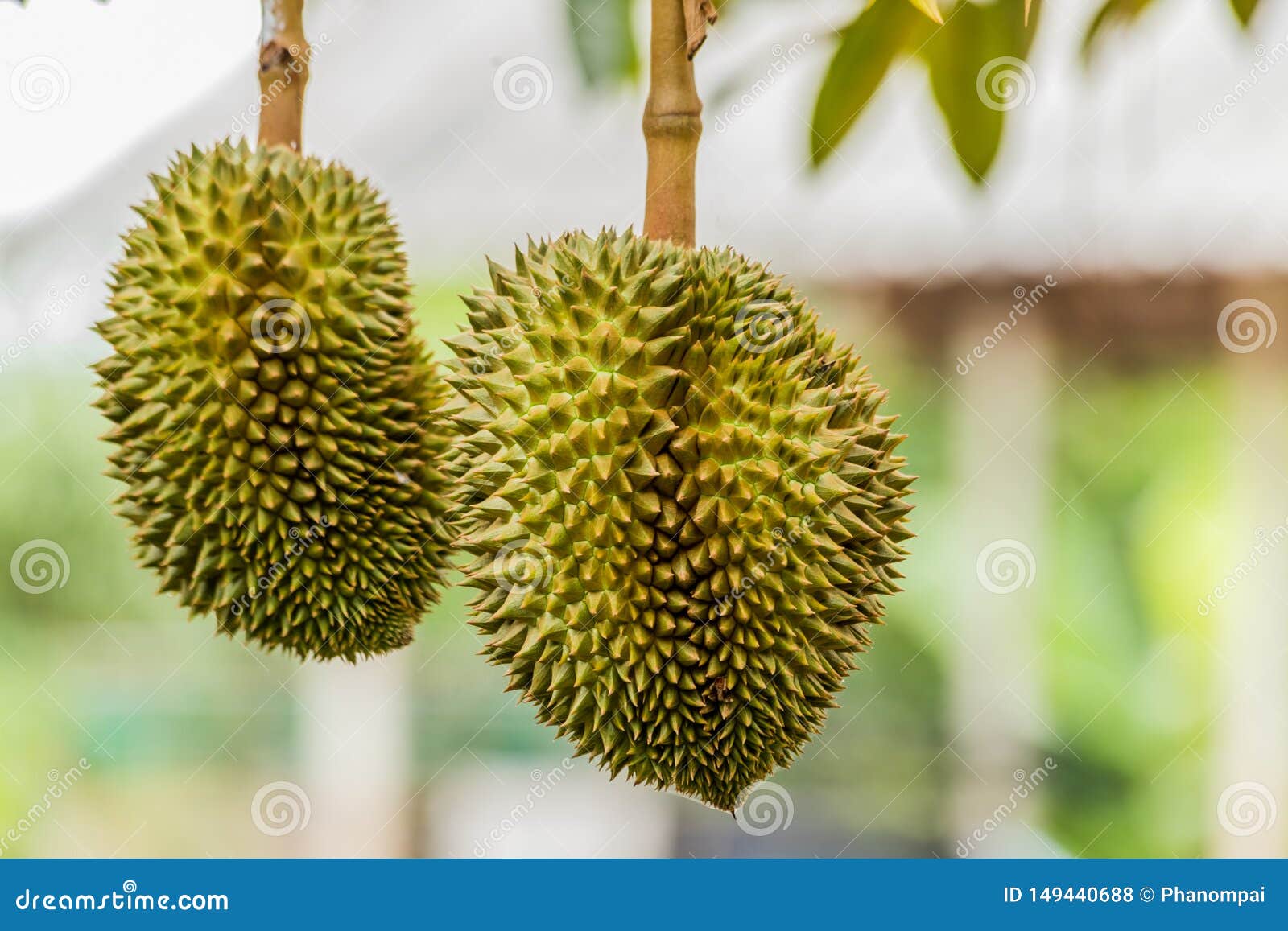 Fresh Durian Tropical Fruit Growing on Durian Tree Plant in Garden ...