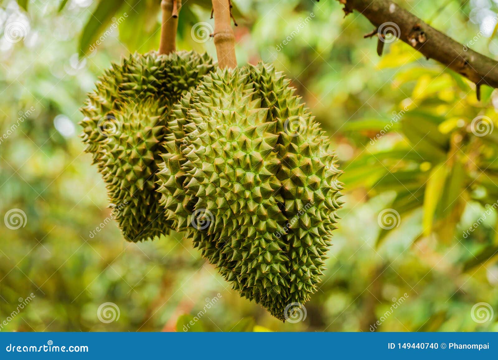 Fresh Durian Tropical Fruit Growing on Durian Tree Plant in Garden ...