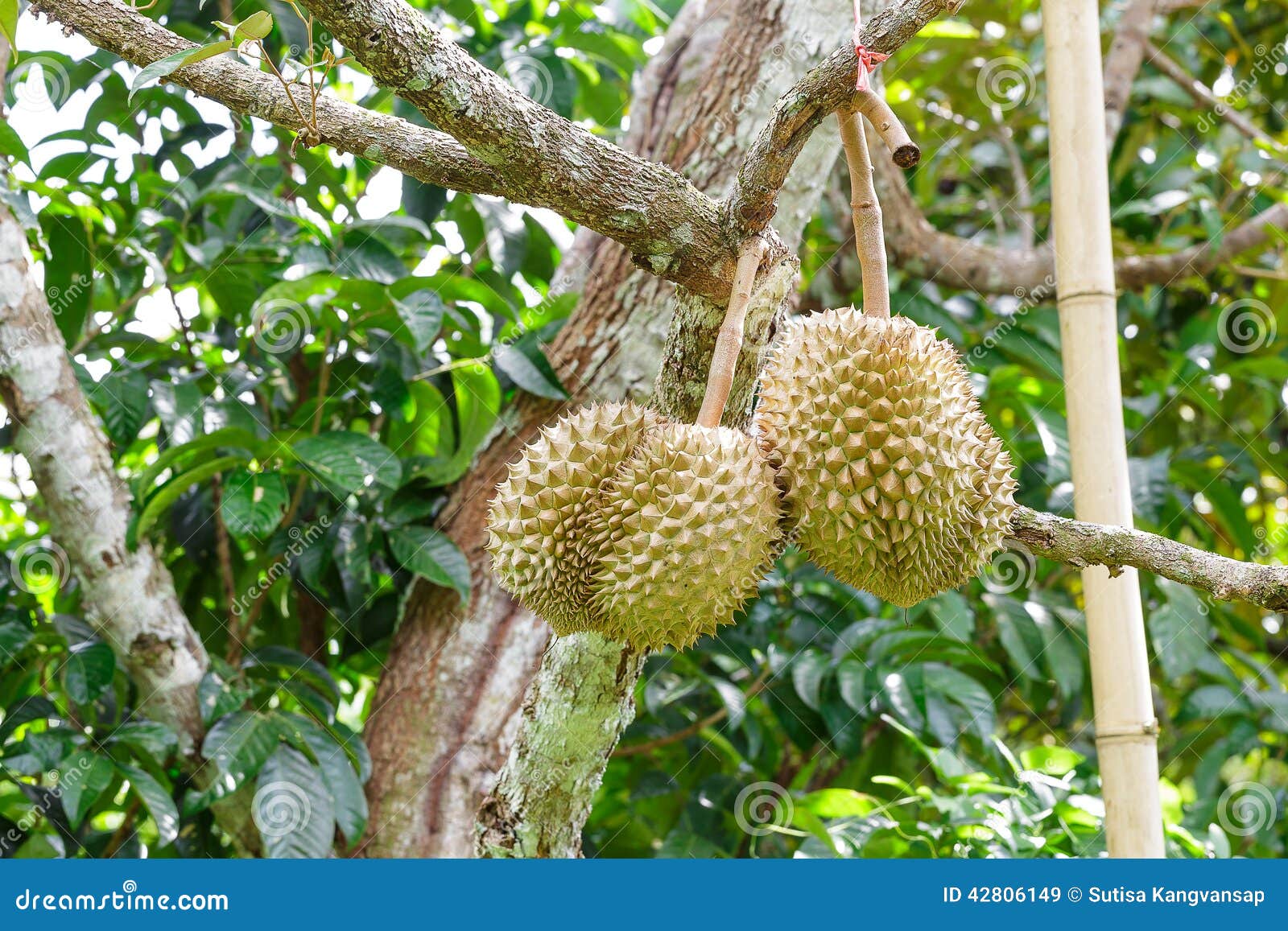 Fresh Durians on Tree in Farm Stock Image - Image of green, season ...