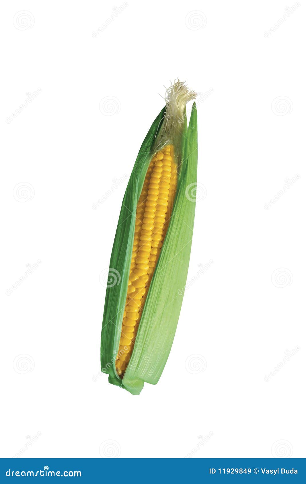 Fresh Ear of Corn on the Cob Stock Image - Image of ingredient, close ...