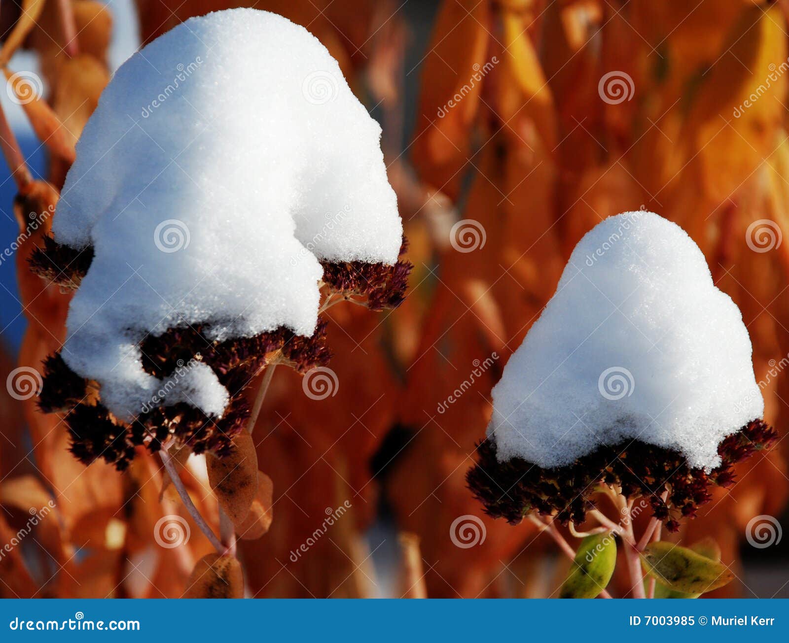 Fresh Early Snow on Autumn Joy Stock Image - Image of winter, caps: 7003985