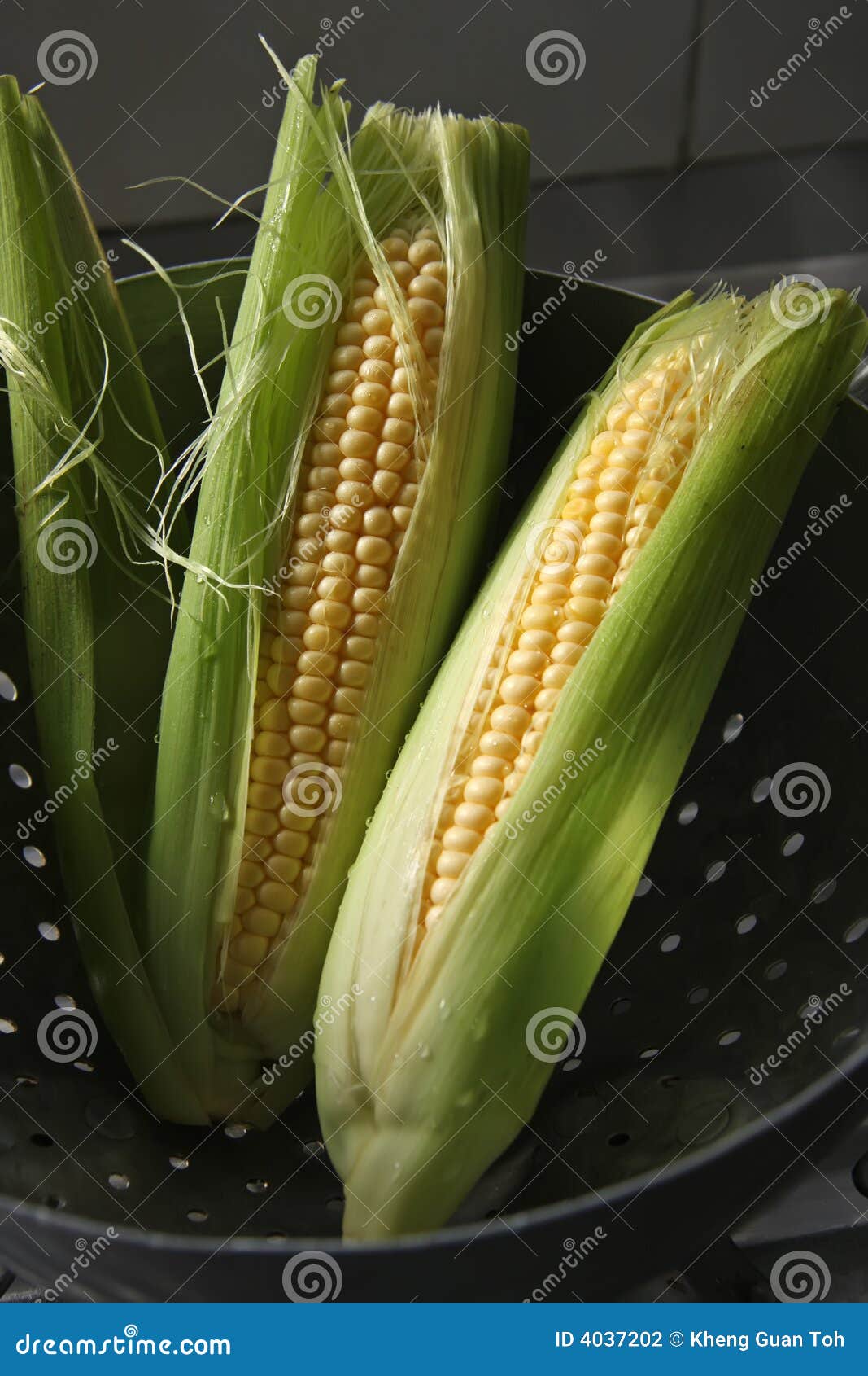 Fresh ears of corn stock photo. Image of cobcorn, shaft - 4037202