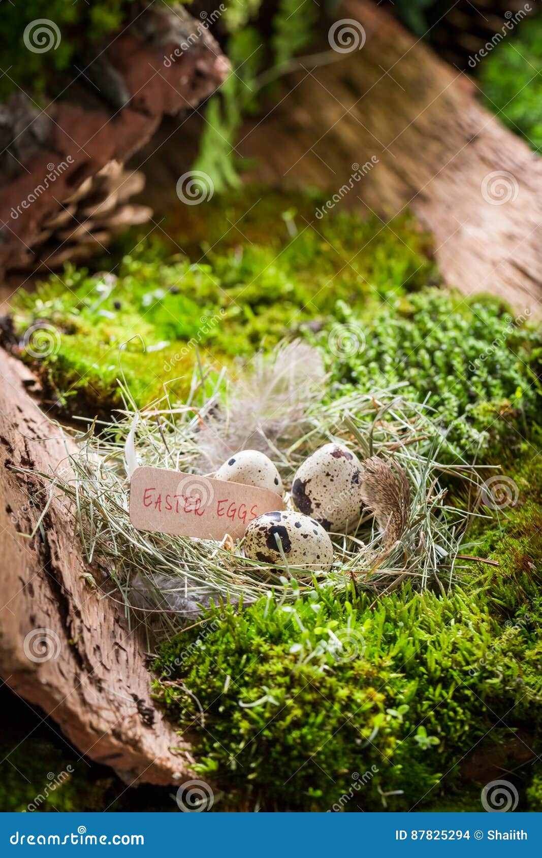 Fresh Easter Eggs in Forest at Sunrise Stock Photo - Image of easter ...