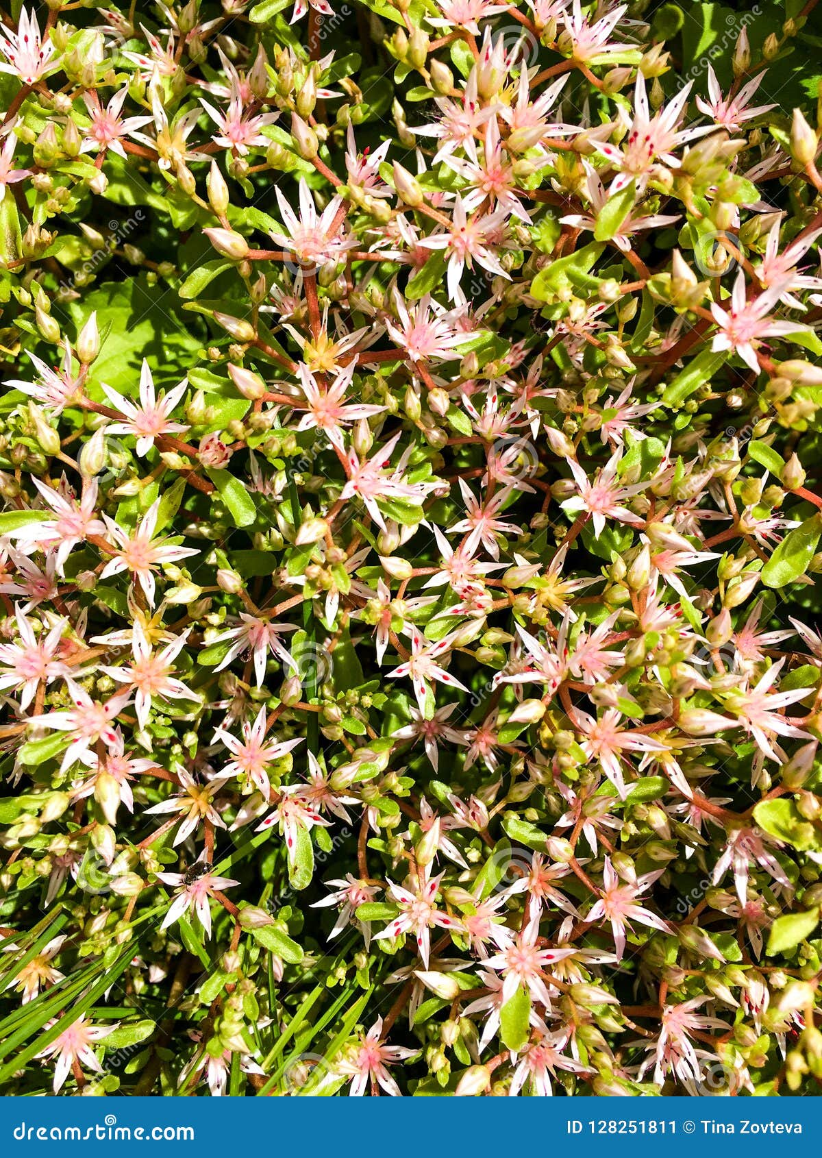 Fresh Edelweiss Flowers stock image. Image of horizontal - 128251811
