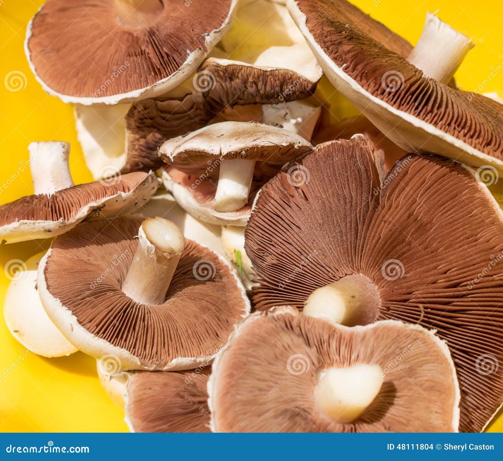 Fresh Edible Field Mushroom Stock Photo - Image of natural, fungus ...