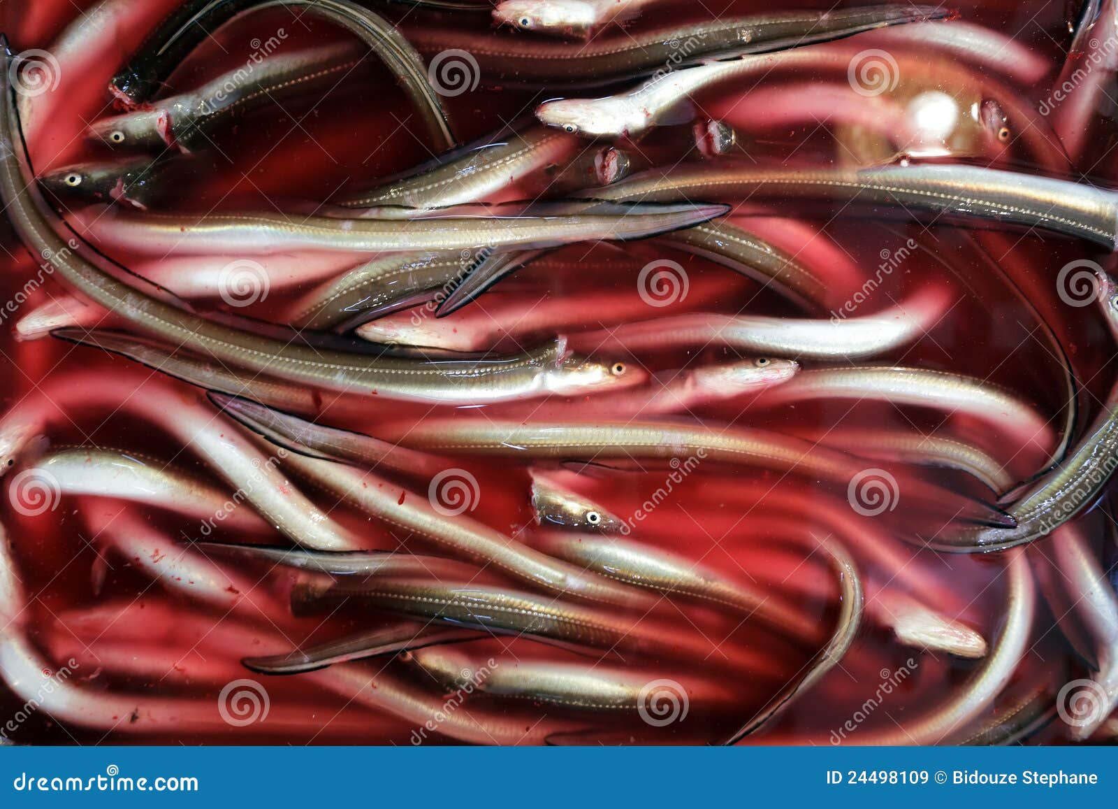 Fresh eels stock image. Image of fish, market, food, abstract - 24498109