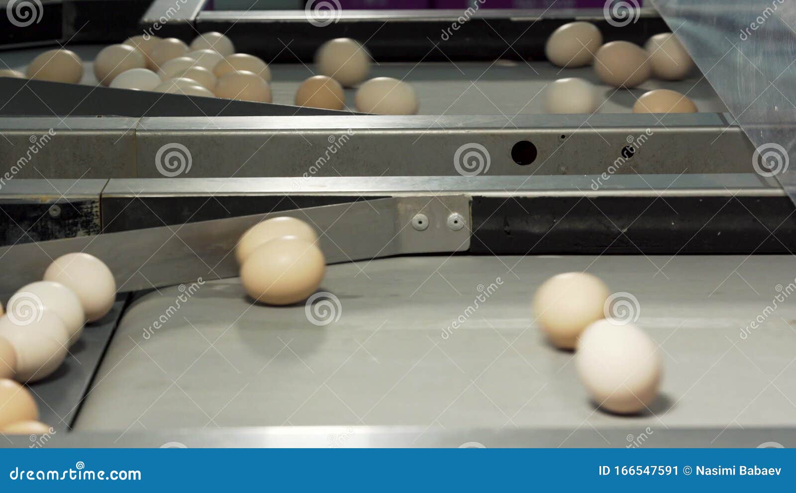 Fresh Egg Grading and Sorting Machine. Factory Chicken Egg Production ...
