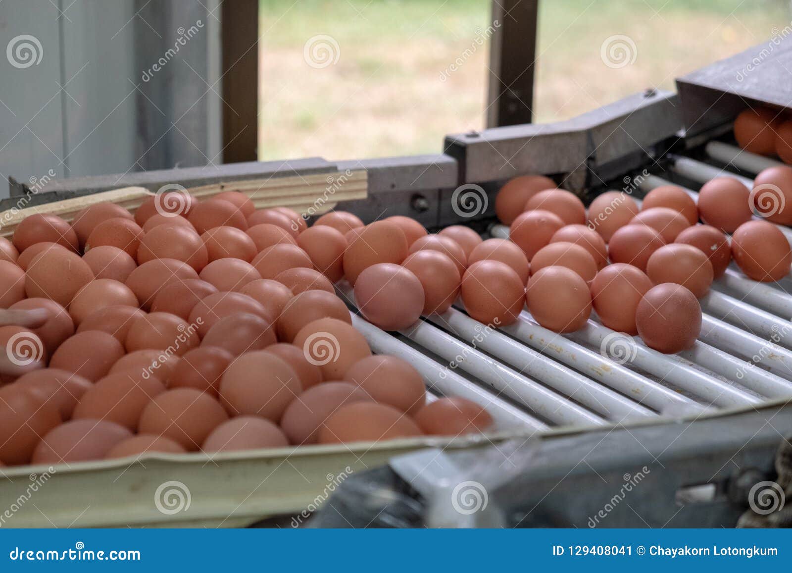 Fresh Egg Grading and Sorting Machine, Grade Egg by Weight and Size ...