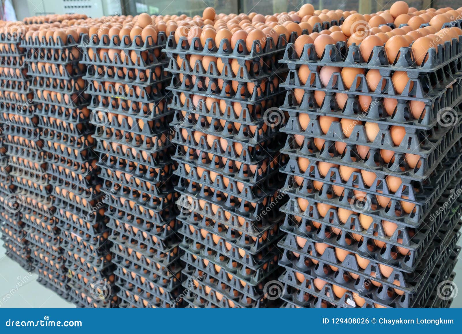 Fresh Egg Grading and Sorting Machine, Grade Egg by Weight and Size ...