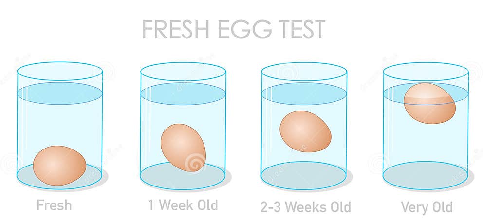 Fresh Egg Test Finding Weekly Old Flotation Sinking Experiment ...