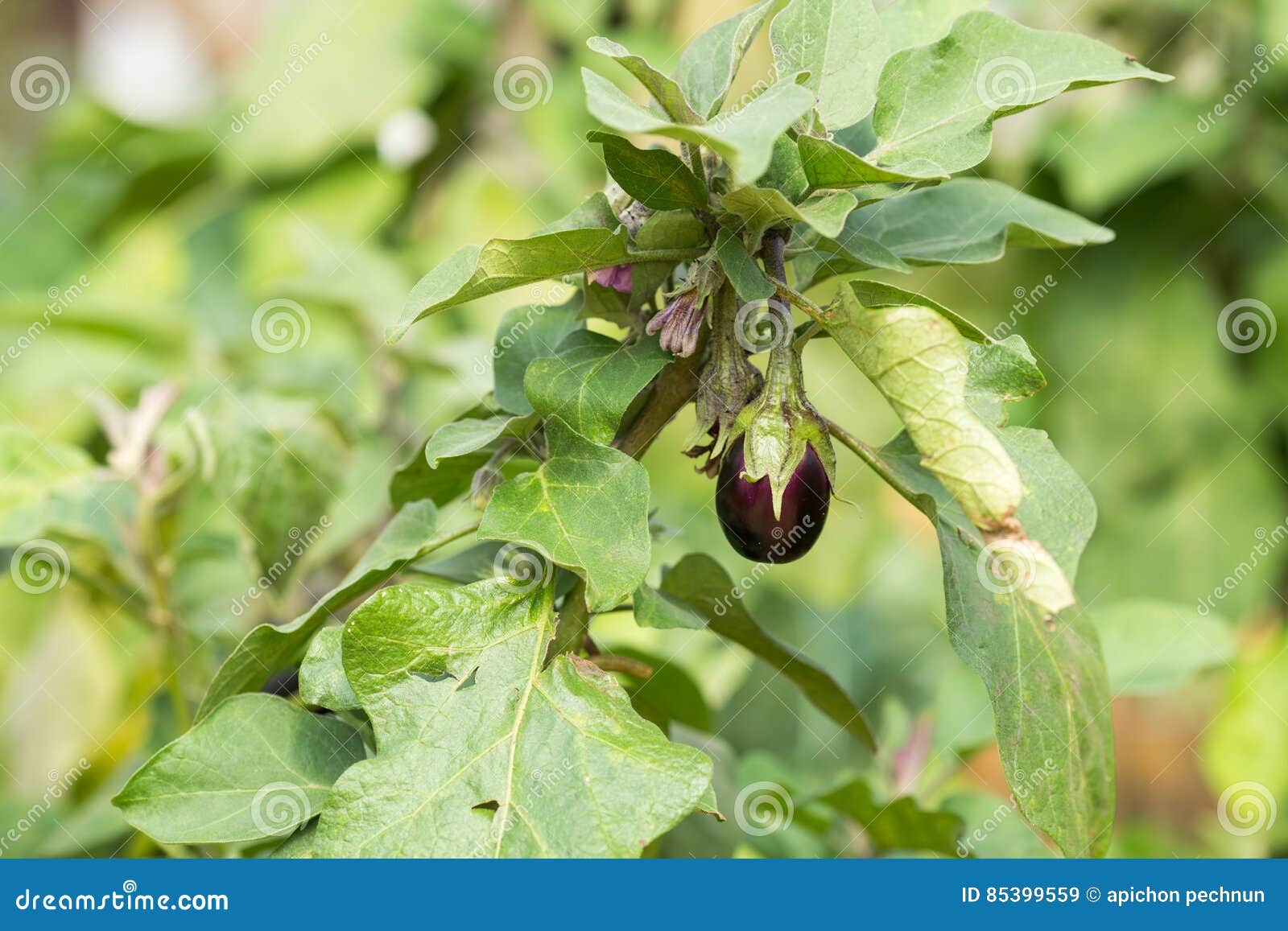 Fresh eggplant on the tree stock image. Image of plant - 85399559