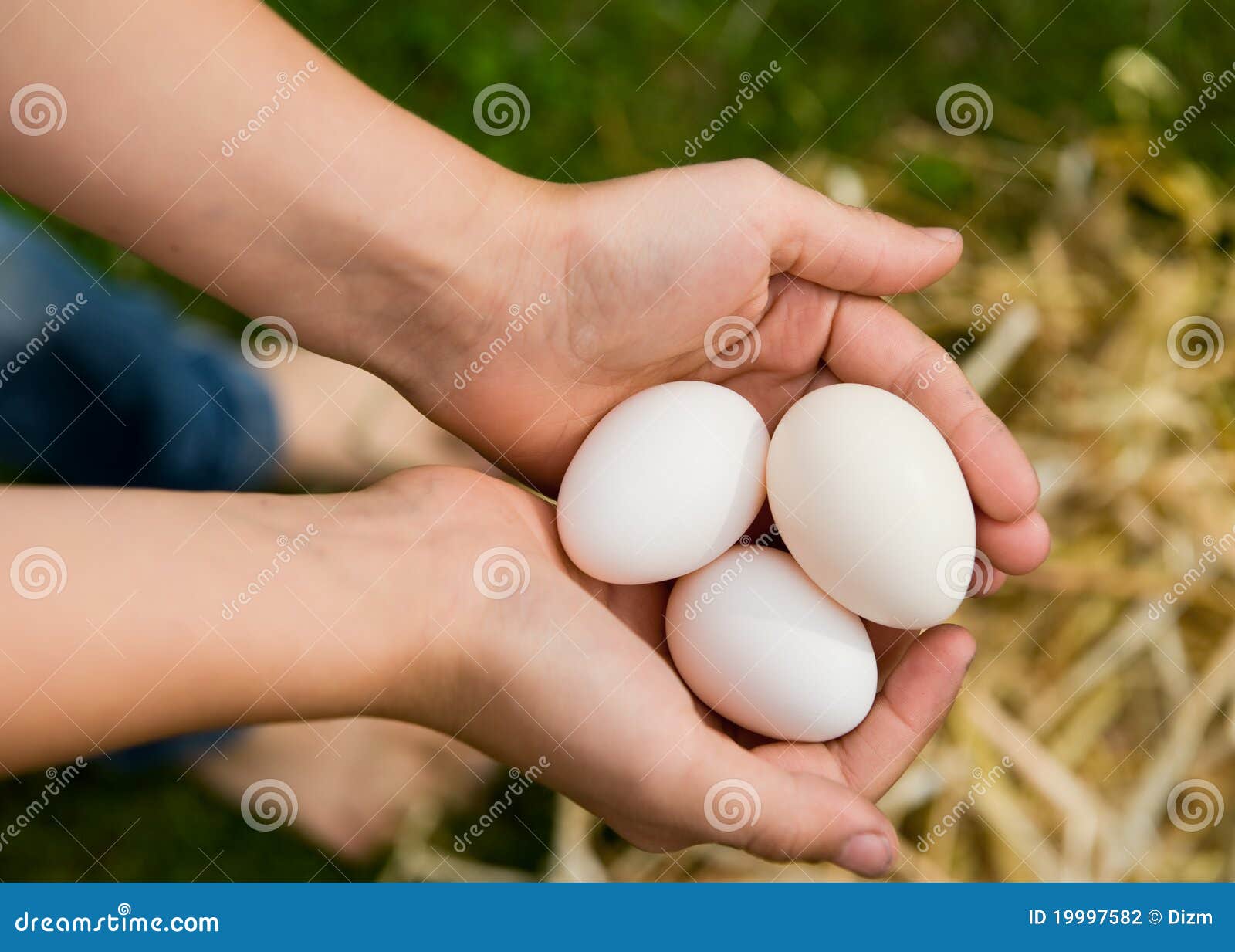 Fresh Eggs stock photo. Image of objects, outdoors, summer - 19997582
