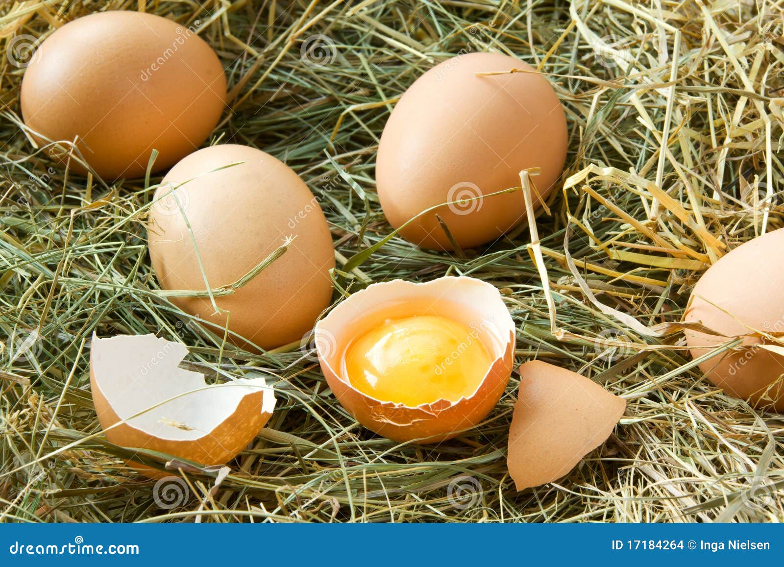 Fresh eggs in grass stock photo. Image of food, eggs - 17184264