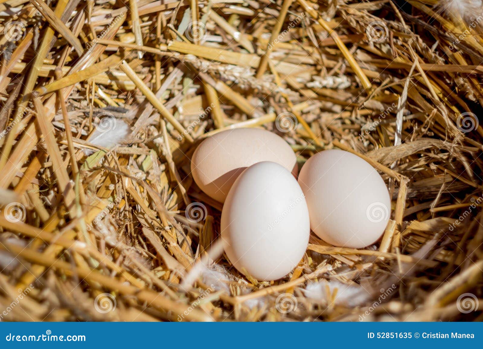 Fresh eggs in a straw nest stock image. Image of bird - 52851635