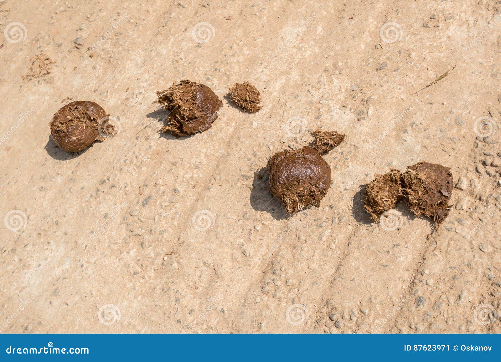 Fresh elephant dung stock image. Image of green, fertilizer - 87623971