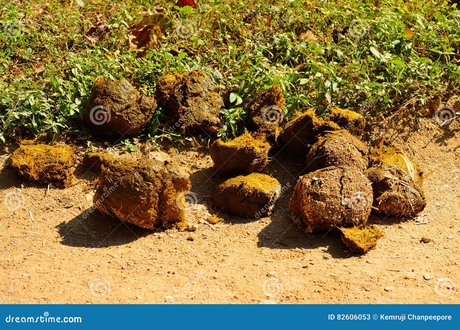 Fresh Elephant Dung Excrement Stock Image - Image of manure, pachyderm ...