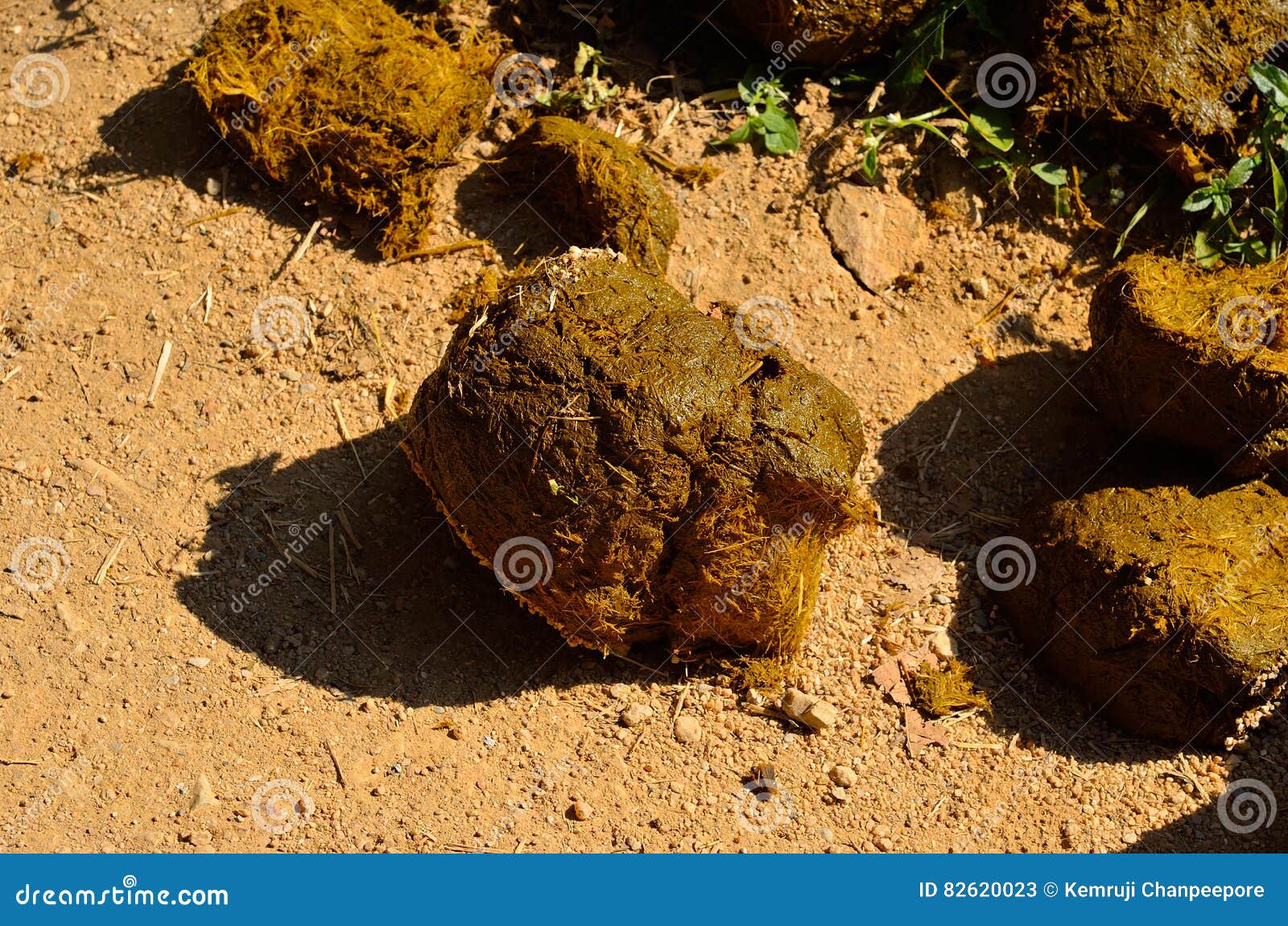 Fresh Elephant Dung Excrement Stock Image - Image of environment, nasty ...