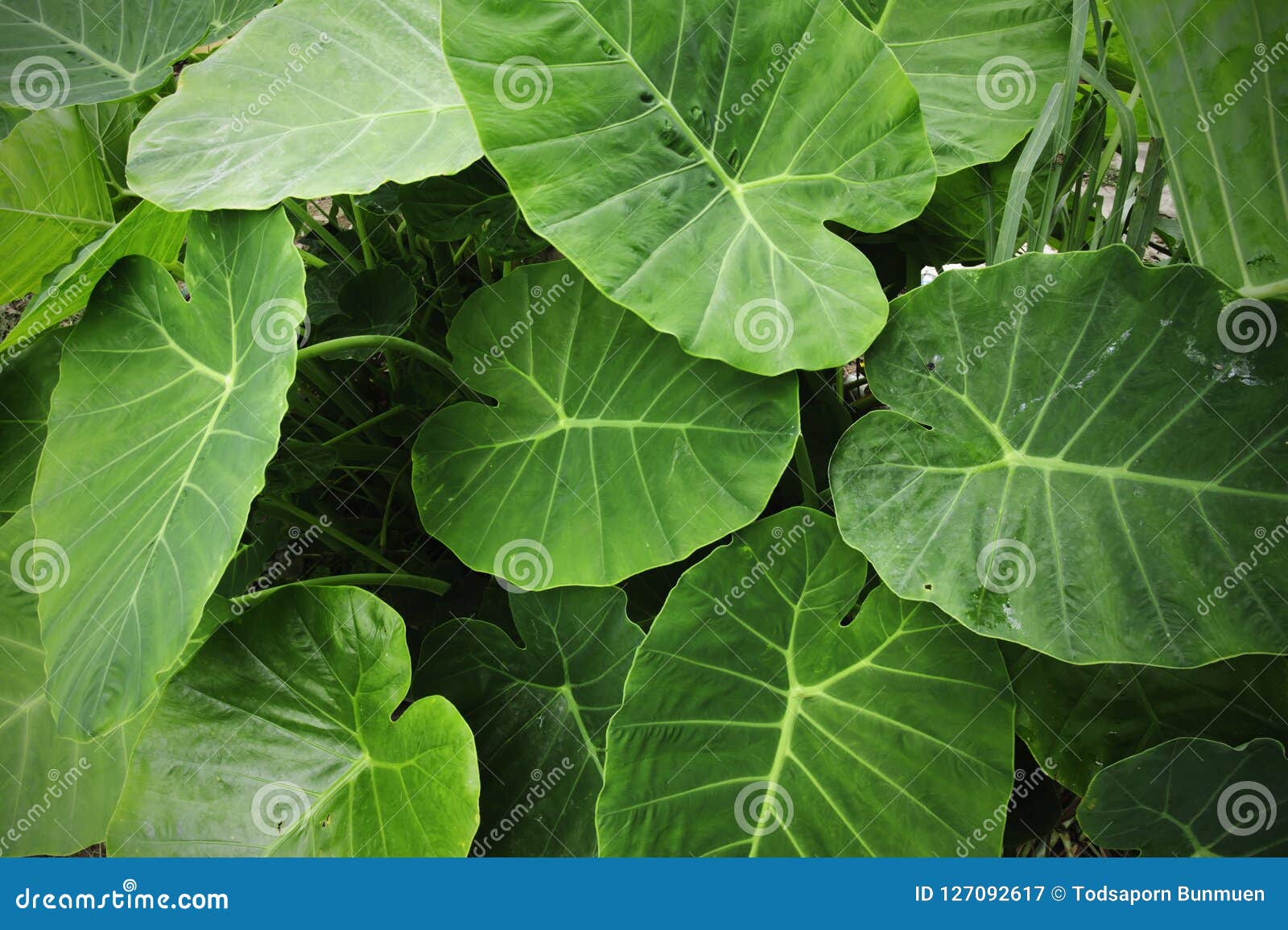 Fresh elephant ear leaf stock image. Image of large - 127092617